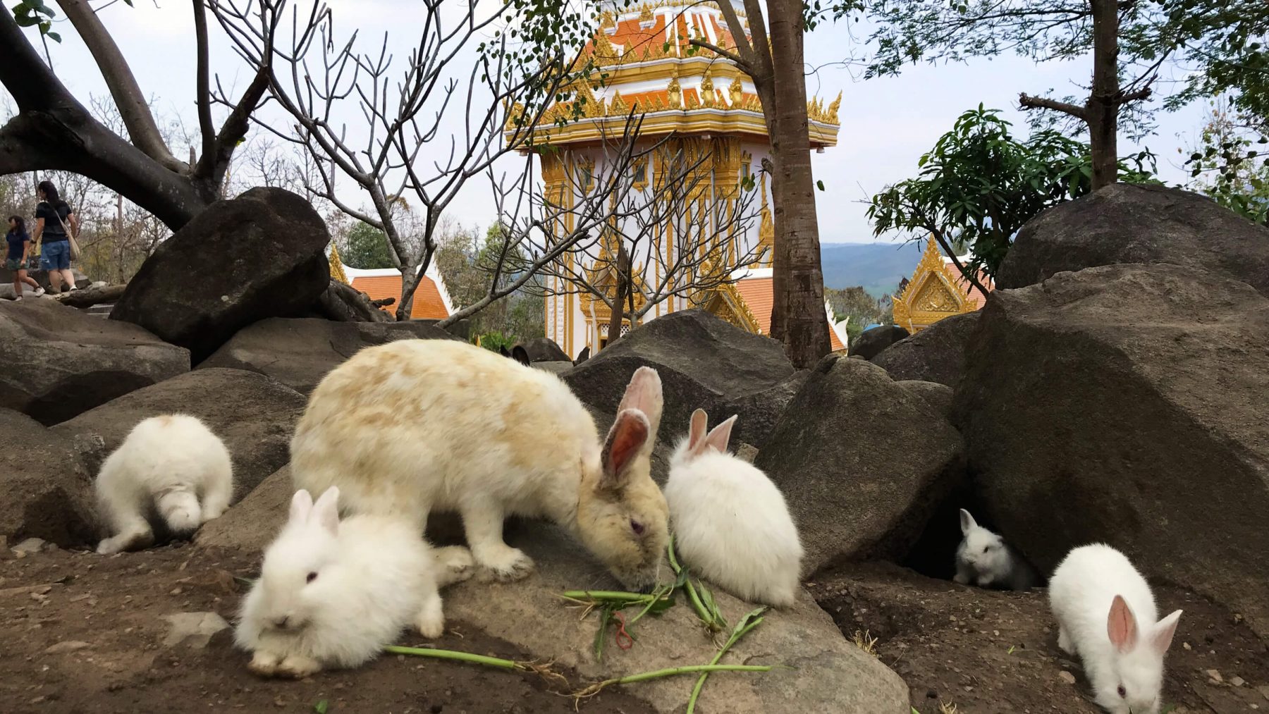 Chiang Khan rabbit temple - Wat Pra Putthabat Phu Kwai Ngoen - It's ...