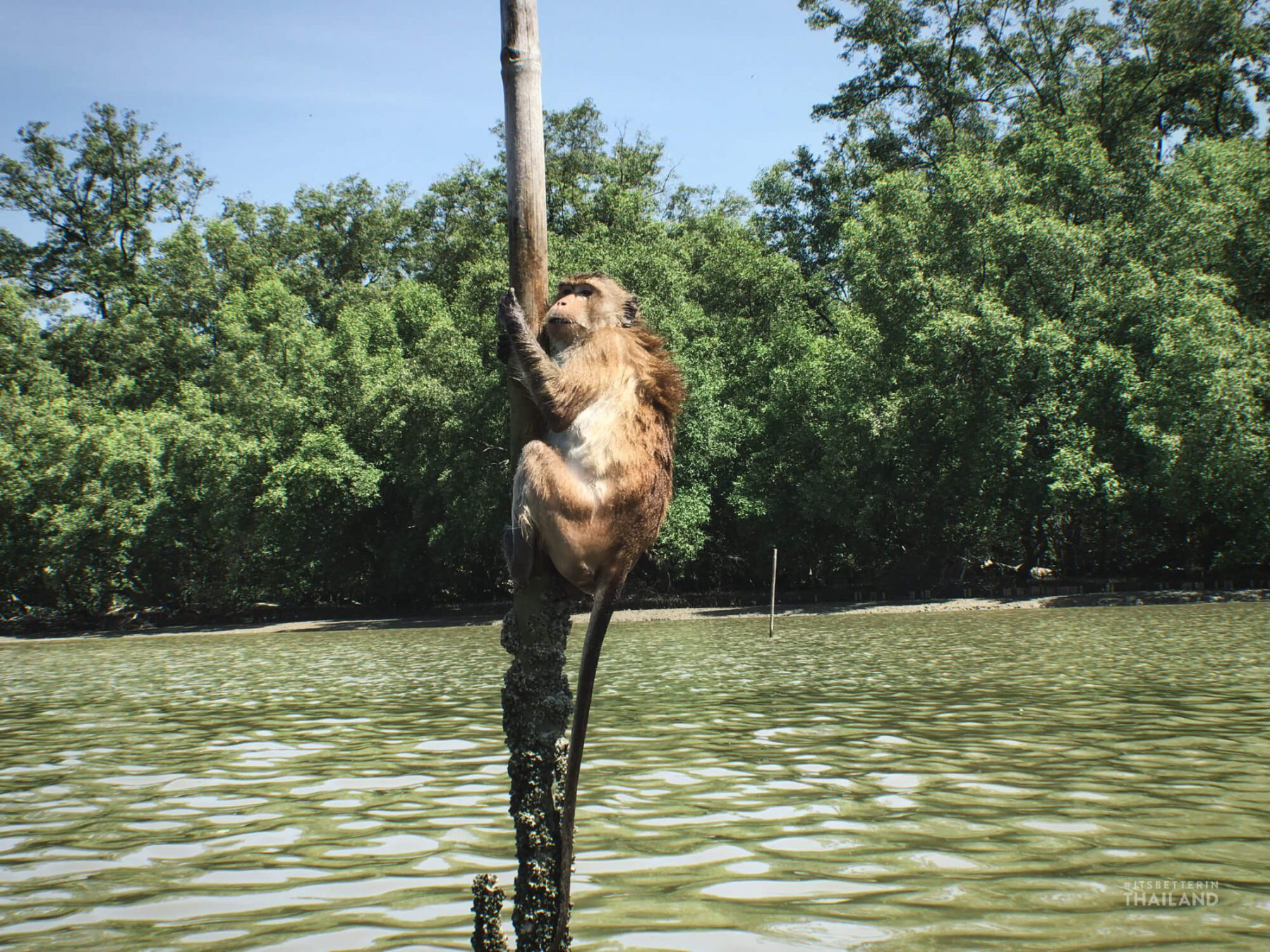 Khlong Khon - mangroves, monkeys & Thai wakeboarding - It's better in ...