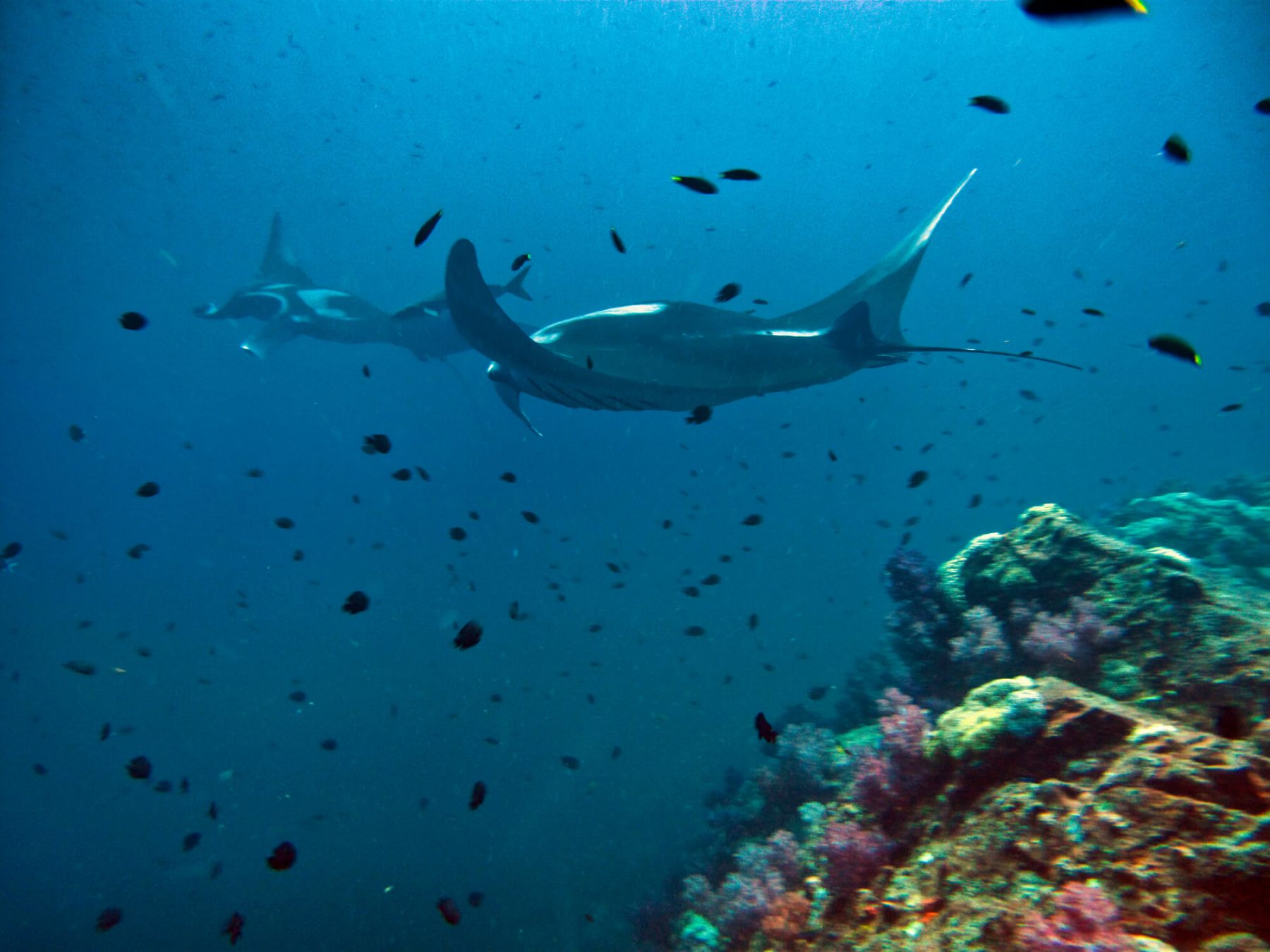 Koh Lanta Scuba Diving - Everything you need to know - It's better in ...