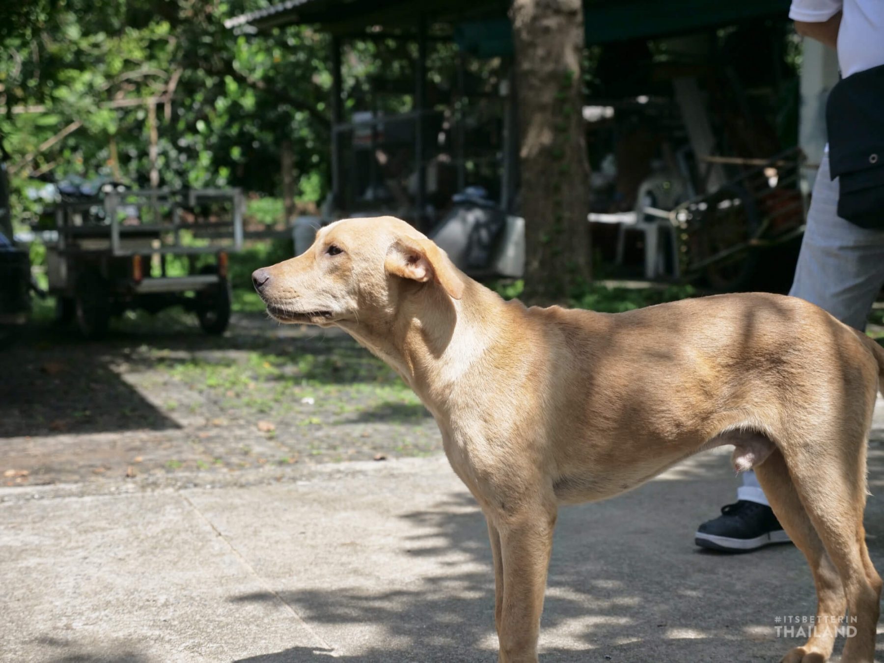 Koh Samui Coconut Museum: Making coconut oil & Thai desserts - It's ...